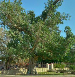 Jericho | Danny The Digger